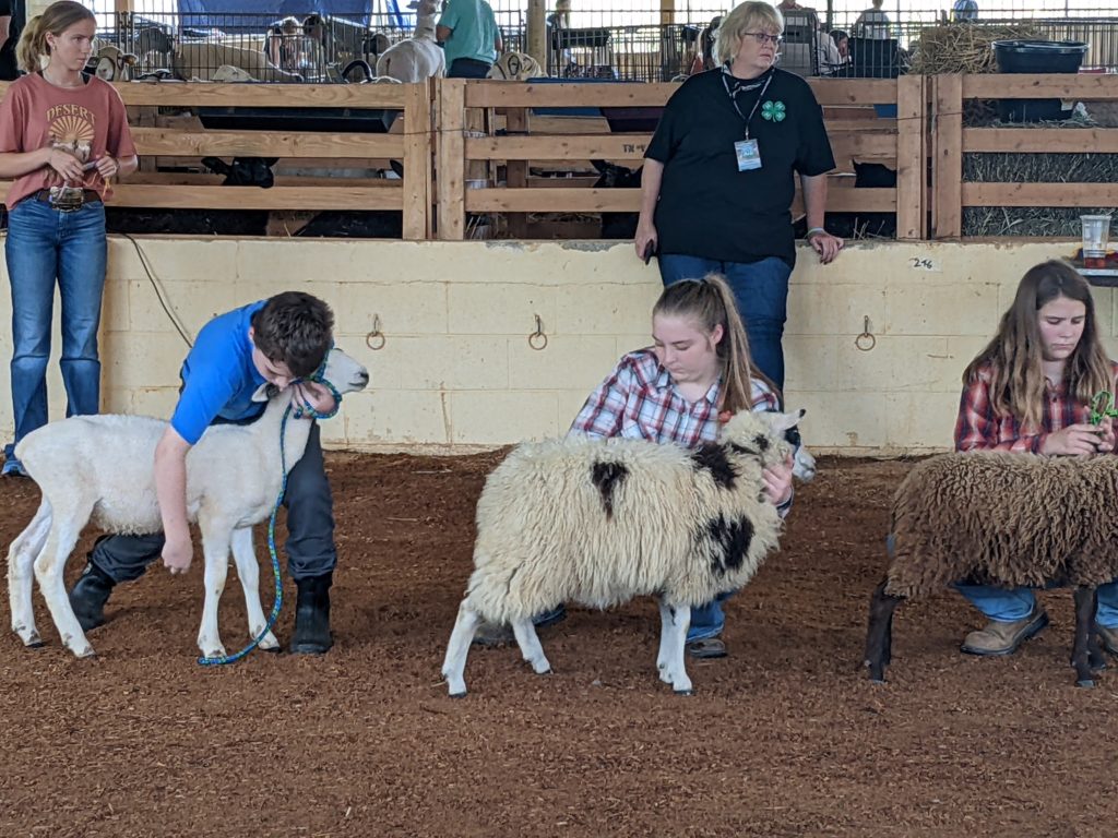 Eastern Region 4-H Livestock Shows | Eastern Region